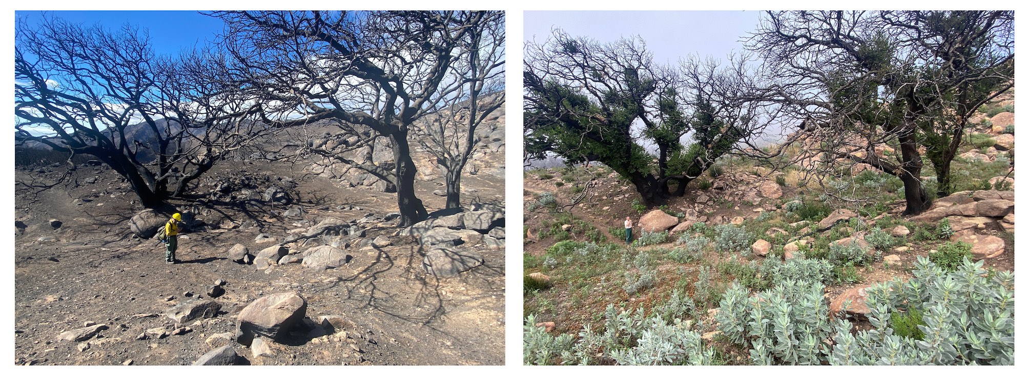 Sespe, Sierra Madre and more! Come volunteer with us… – Los Padres ...