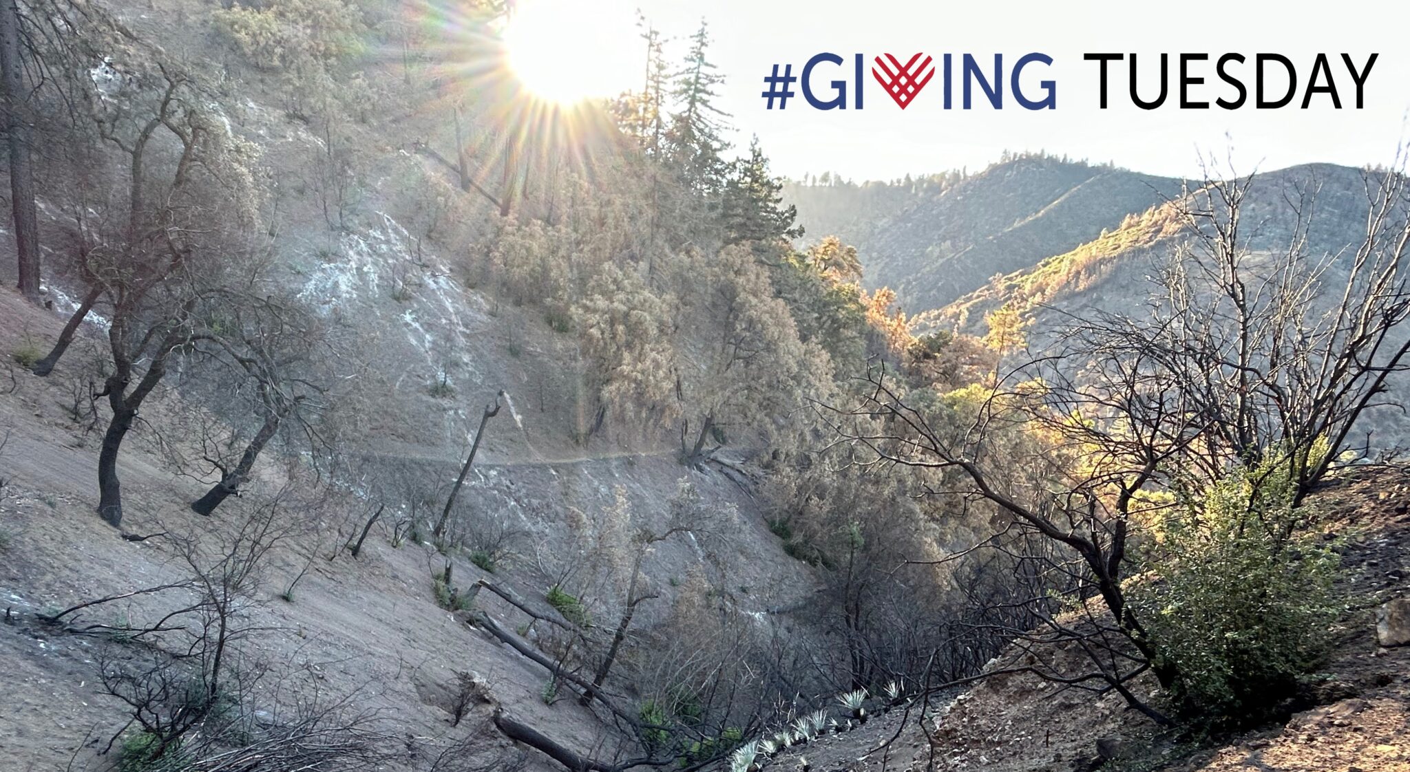 Figueroa Mountain – Los Padres Forest Association